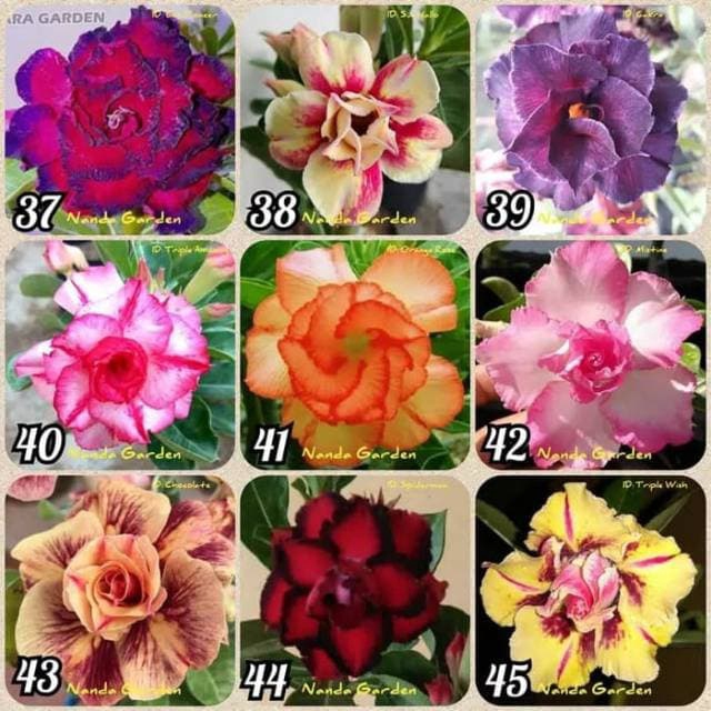 Jual paket 9 tanaman bunga adenium | Shopee Indonesia