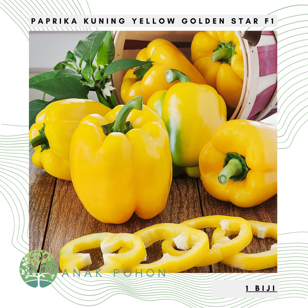 Jual Benih Bibit Biji - Paprika Kuning Yellow Golden Star Sweet Bell ...