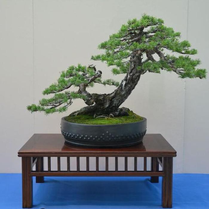 Jual Bibit Benih Biji Pohon Scots Pine Bonsai Pinus Scotlandia Isi 10 ...