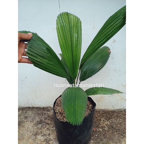 Jual Tanaman Palem Kipas kol / bibit pohon palem kol / PALEM KIPAS KOL ...