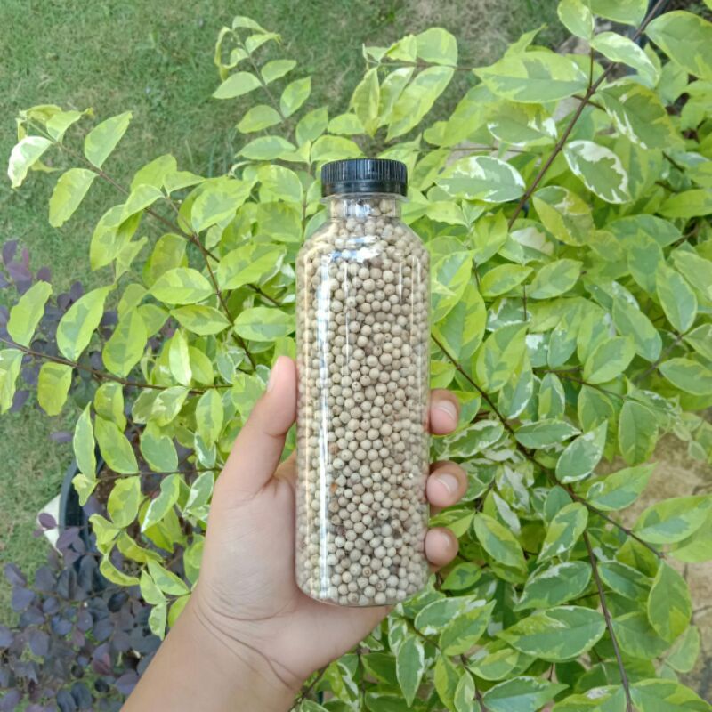 Jual merica butir asli kemasan botol 250ml | Shopee Indonesia