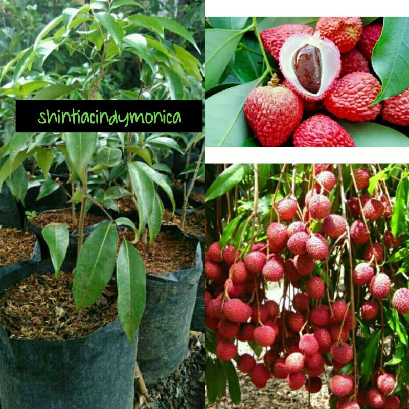 Jual Bibit Leci | Shopee Indonesia