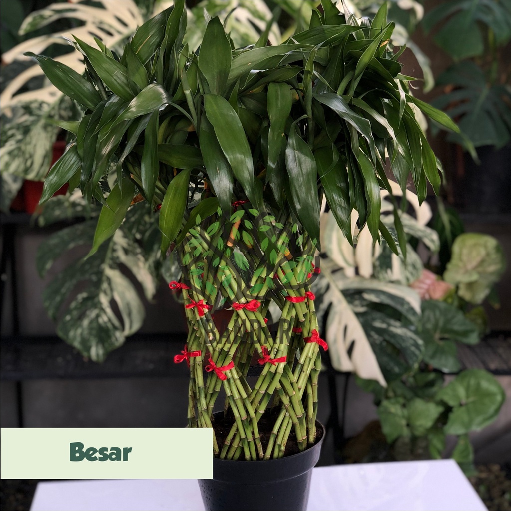 Jual Tanaman Hias Bambu Keberuntungan Besar Bambu Ram Bambu Hoki ...