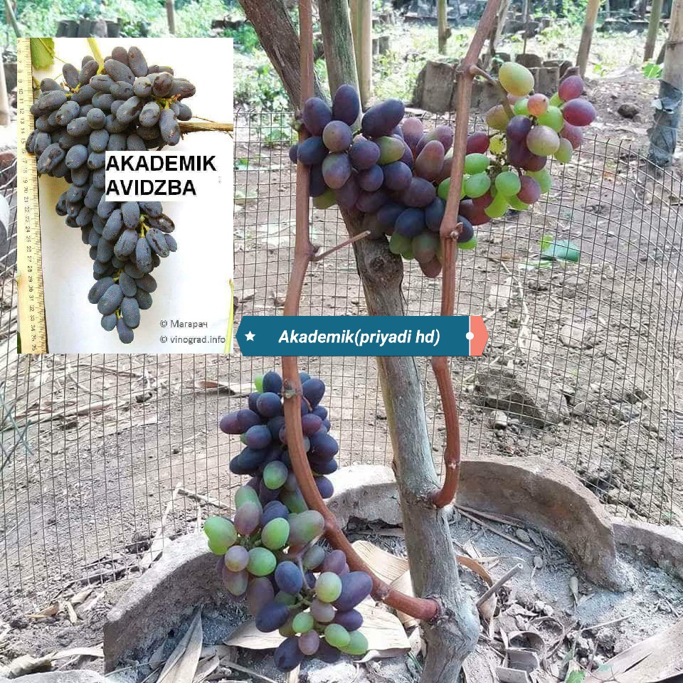 Jual Tanaman Anggur Akademik (tinggi 30-40 cm) | Shopee Indonesia