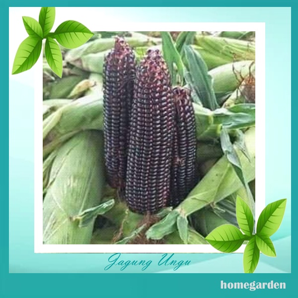 Jual Bibit Jagung Ungu Jagung Dua Warna Jagung Pelangi Bibit Jagung ... Jual Bibit Jagung Ungu Jagung Dua Warna Jagung Pelangi Bibit Jagung ...