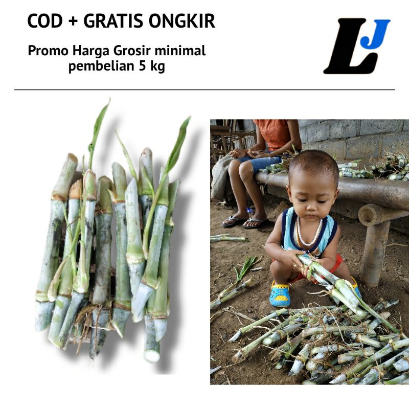 Jual Bibit Rumput Pakchong/Pakcong, Pakan Ternak, Kambing, Sapi, Domba ...