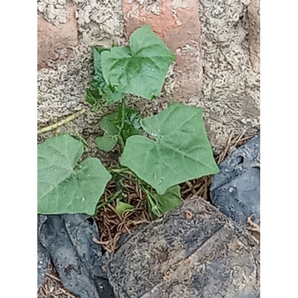 Jual Tanaman/daun coccinia timun padang timun tikus | Shopee Indonesia