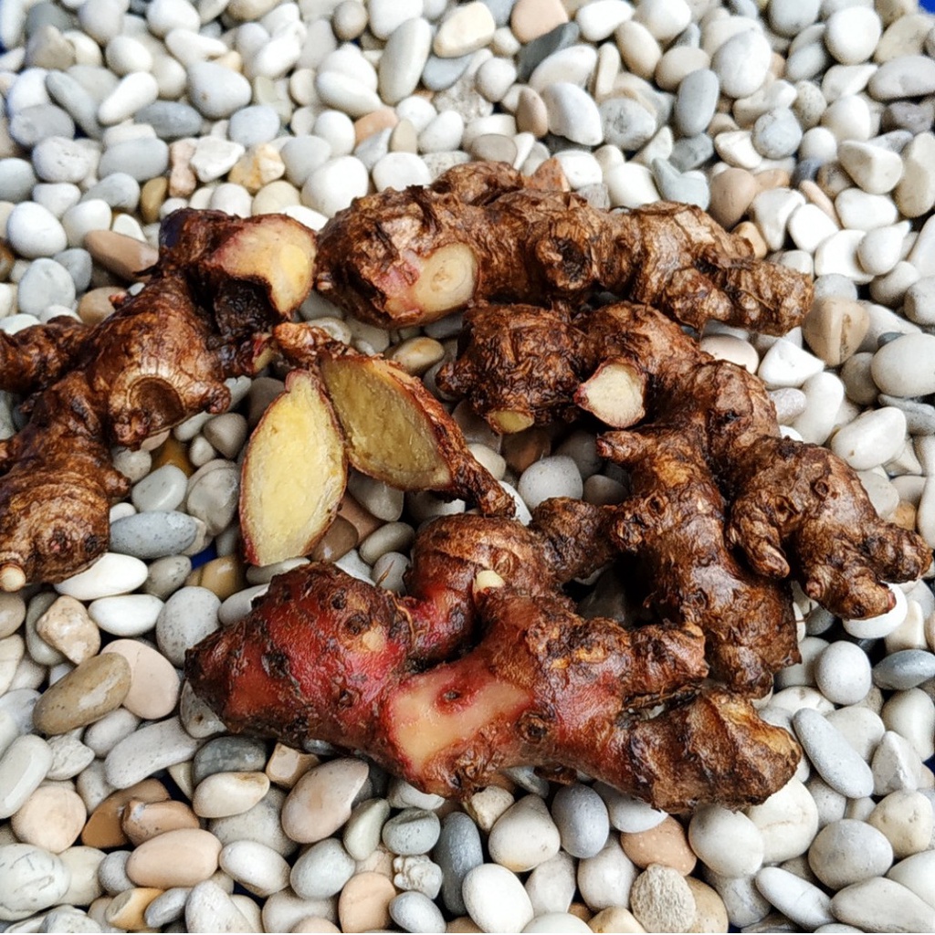 Jual Jahe Merah Jawa Segar Alami 1Kg (Zingiber officinale var. Rubrum ...