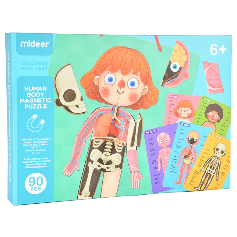 Jual Mideer Body Magnet mainan anak magnet bagian organ tubuh | Shopee ...