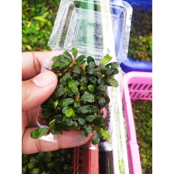 Jual bucephalandra micro/mini melawi porsi mika kecil | Shopee Indonesia