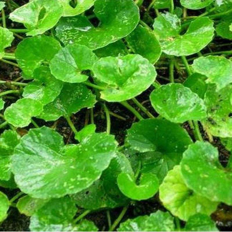 Jual Tanaman Herbal Pegagan/Obat Herbal Antana/Bibit Tanaman Pegagan ...