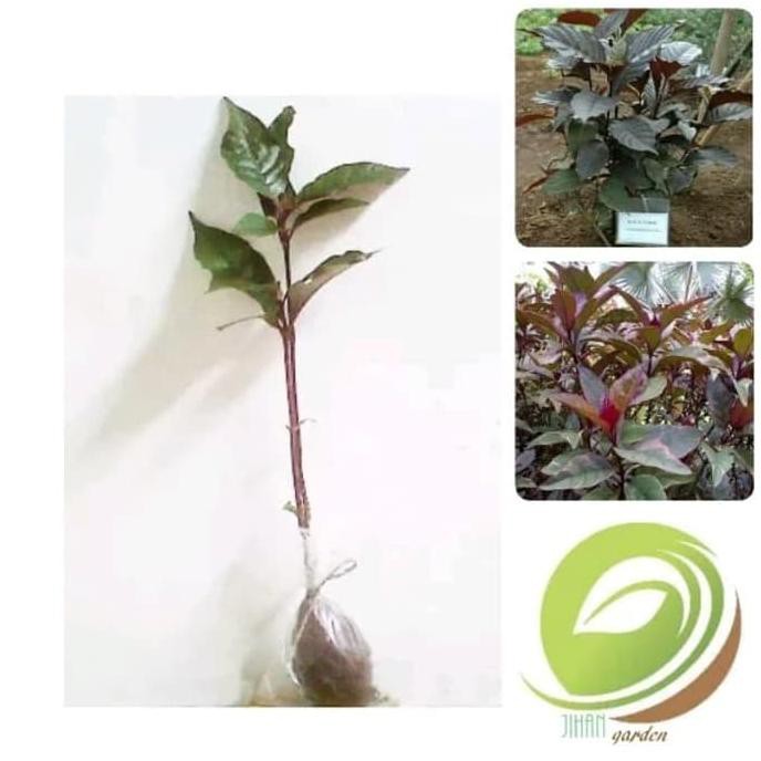 Jual L4R1S Bibit Tanaman Daun Ungu/Pohon Daun Handeleum/Handeuleum ...