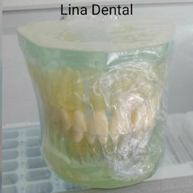 Jual Dental Study Model "A" / Pantom Gigi | Shopee Indonesia