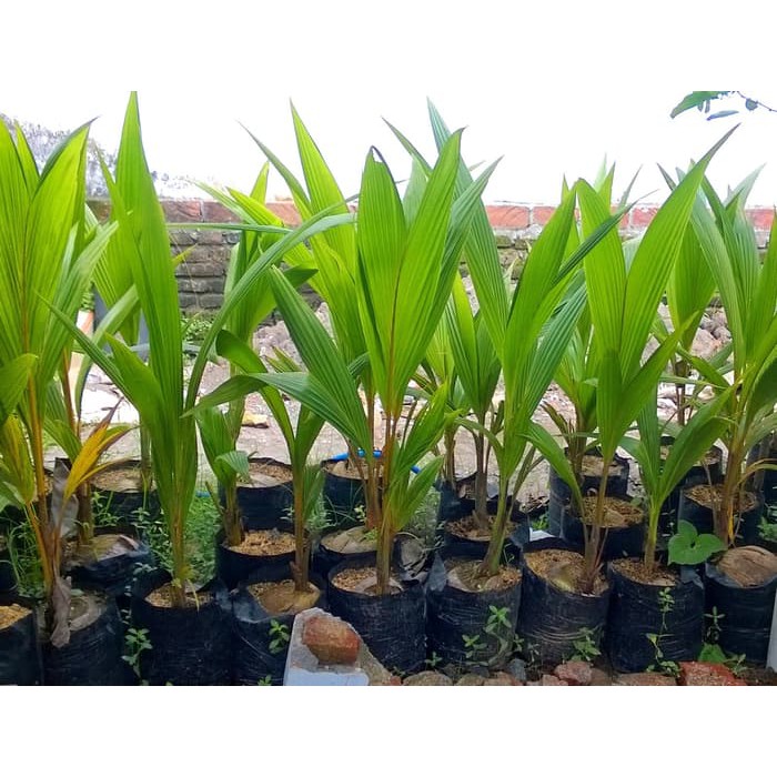 Jual pohon kelapa gading - bibit pohon kelapa gading - buah kelapa kuning | Shopee Indonesia