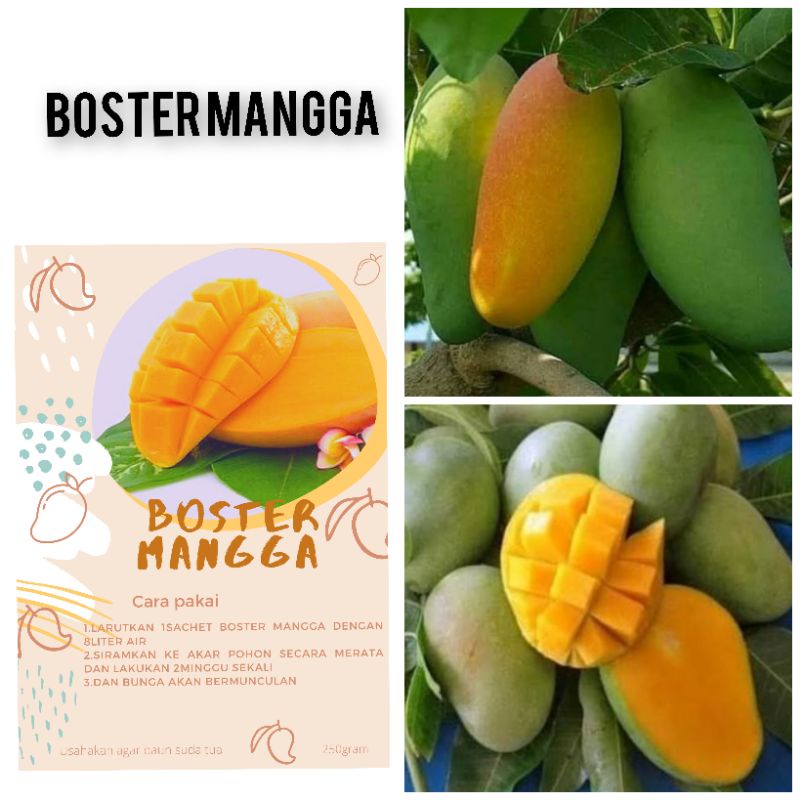 Jual BOSTER MANGGA BOOSTER MANGGA PUPUK MANGGA PUPUK PELEBAT BUAH ...