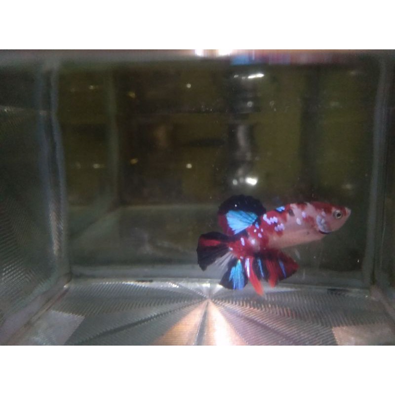 Jual Ikan cupang multicolour | Shopee Indonesia