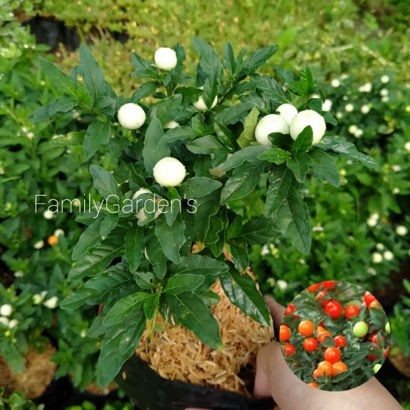 Jual Tanaman Krismil / Cabe / Cabai / Lombok Bulat Konsumsi ( Sudah ...