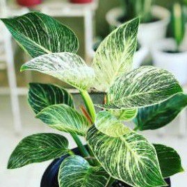Jual tanaman indoor Philo birkin sedang/tanaman hias | Shopee Indonesia