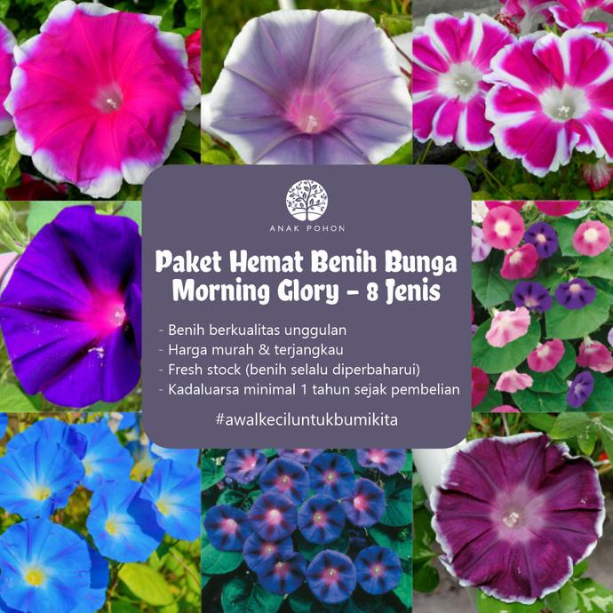 Jual PAKET HEMAT - Benih Aneka Bunga Morning Glory 8 Varian Jenis - 40 ... Jual PAKET HEMAT - Benih Aneka Bunga Morning Glory 8 Varian Jenis - 40 ...