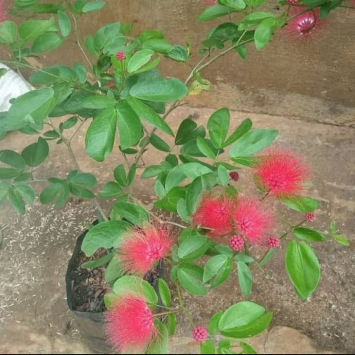Jual Tanaman hias Kaliandra Bungu - Pohon Kaliandra Bunga Merah ...