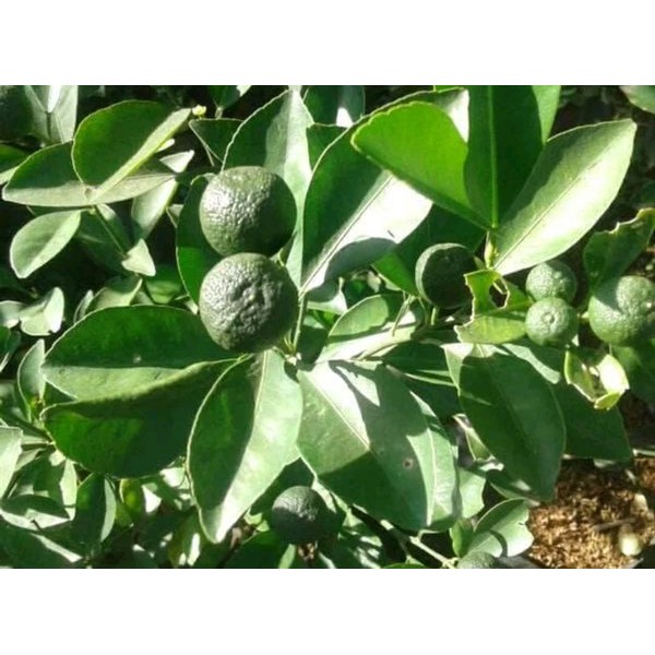 Jual Pohon Jeruk limau siap berbuah tanaman pohon limo | Shopee Indonesia