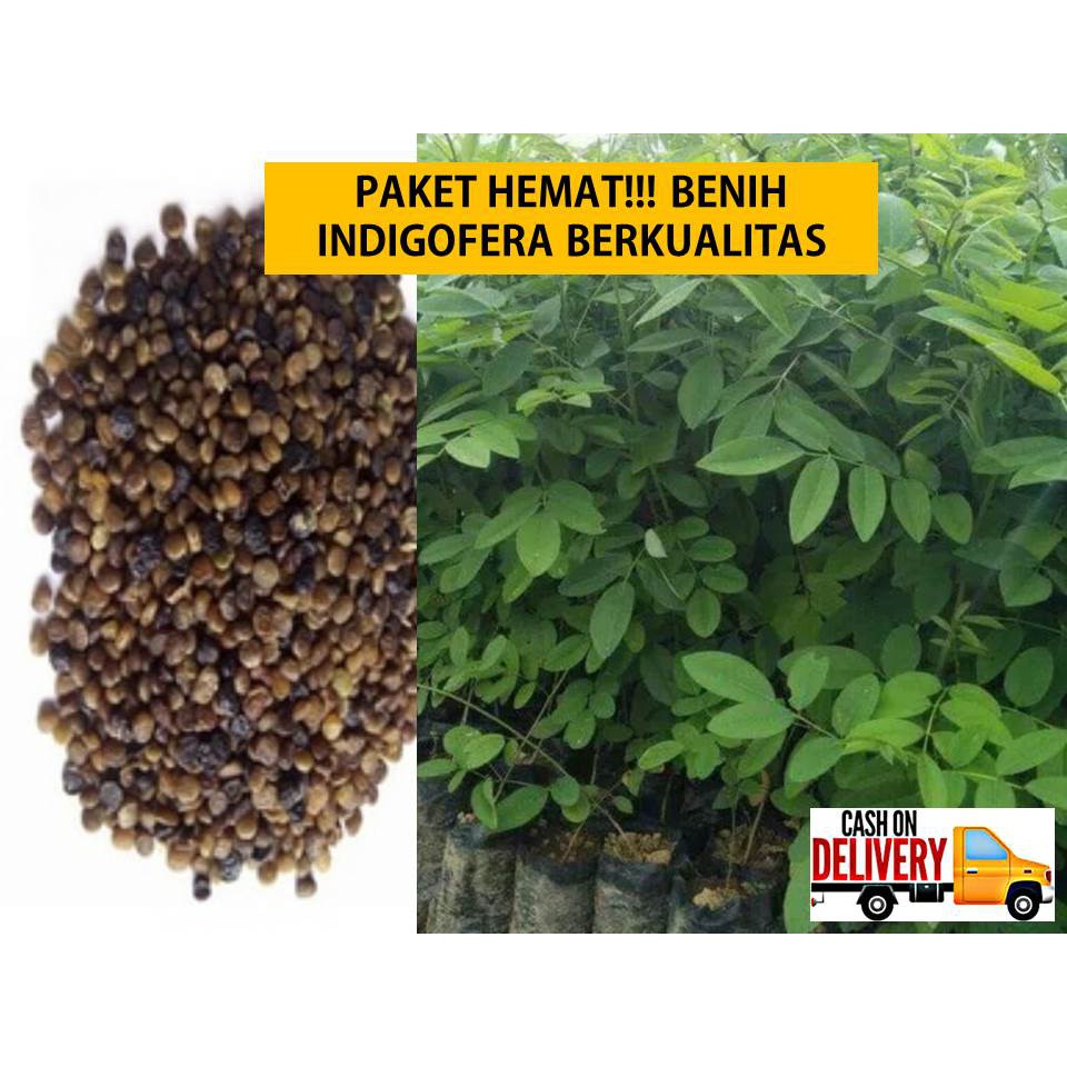 Jual Benih Indigofera Kualitas Terbaik, BENIH UNGGUL | Shopee Indonesia