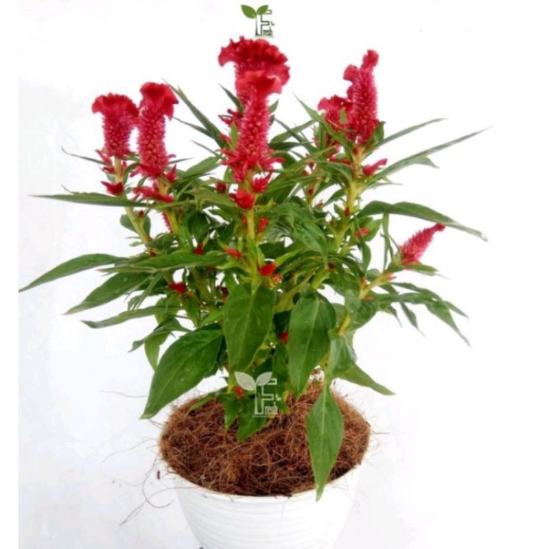 Jual Tanaman bunga jengger ayam sudah berbunga merah rimbun | Shopee ...