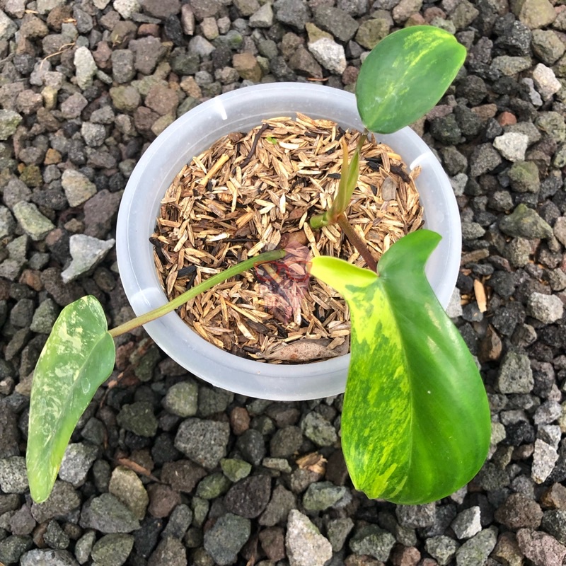 Jual Florida Beauty Variegata | flobe | Shopee Indonesia