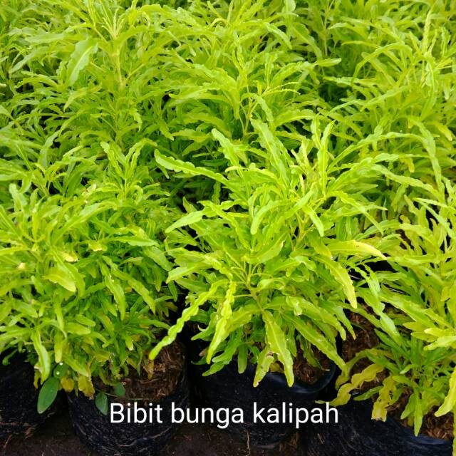 Jual Bibit bunga kalipah | Shopee Indonesia