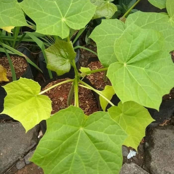 Jual Tanaman Herbal Jarak - Daun Jarak - Pohon Obat Jarak | Shopee ...