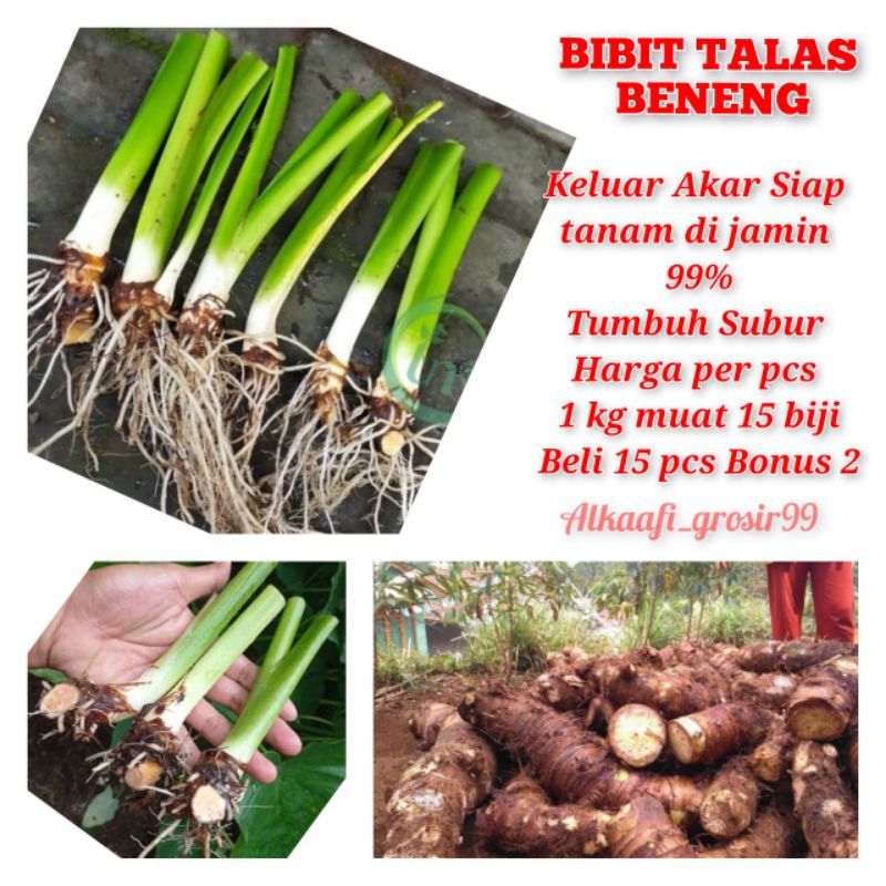 Jual BIBIT TALAS BENENG UNGGUL PER BIJI SIAP TANAM | Shopee Indonesia