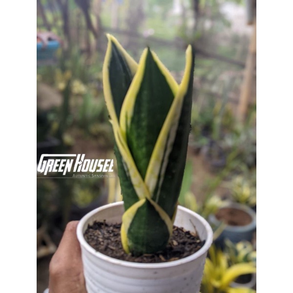 Jual sansivera mini sansivera pagoda ukuran small/kecil sansivera murah ...