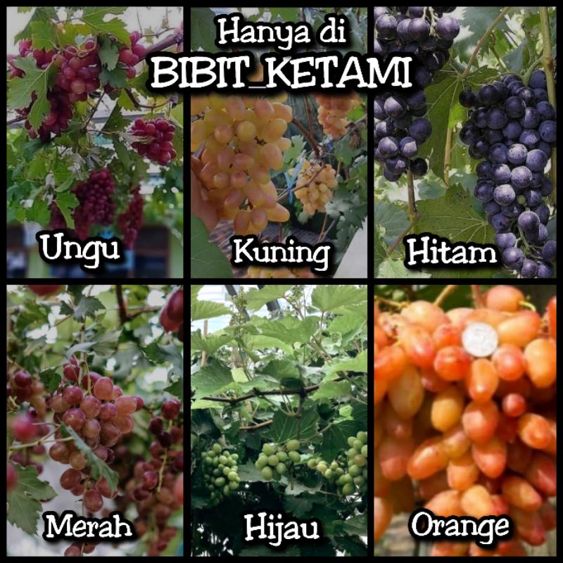 Jual Paket 6 Bibit Anggur 6 Warna - Kategori Standart (ORIGINAL ...