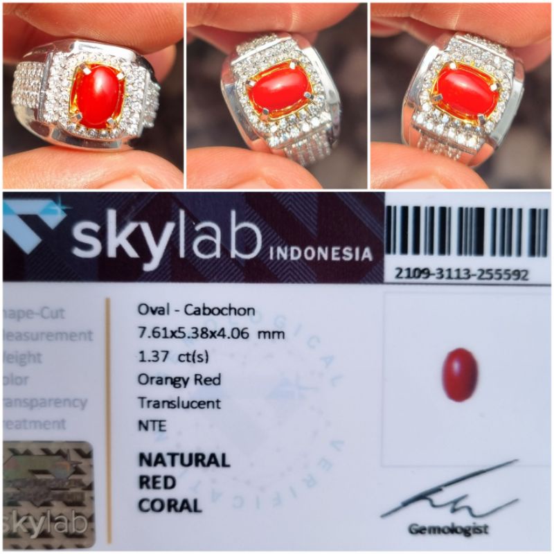 Jual Natural Marjan Merah Red Coral Memo 1.37 crt | Shopee Indonesia