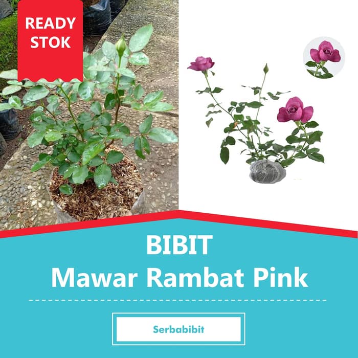 Jual Bibit Pohon Bunga Mawar Rambat Pink Tanaman Hias Climbing Rose ...