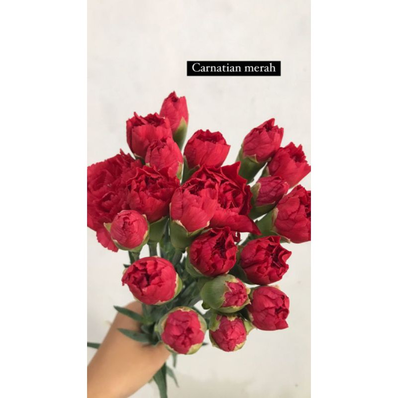 Jual Bunga Carnation Bunga Anyelir Carnation Isi 20 Tangkai Asli Segar ...