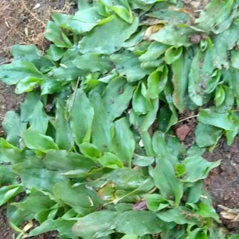 Jual Rumput gajah mini ukuran 1mx1m | Shopee Indonesia