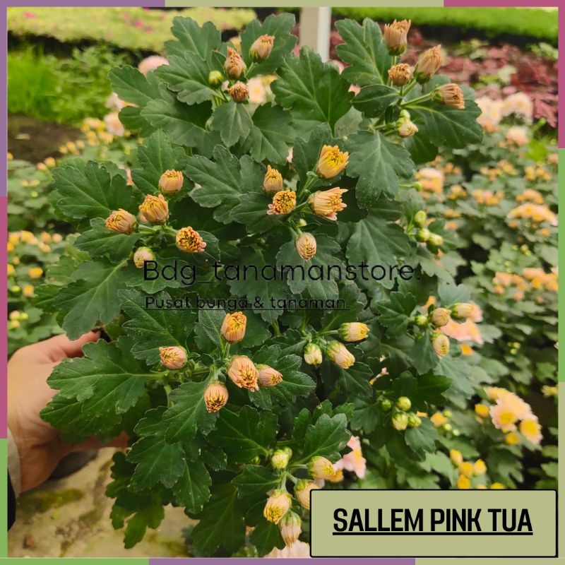 Jual TANAMAN BUNGA KRISAN SERUNI ASTER BERBUNGA CANTIK | Shopee Indonesia