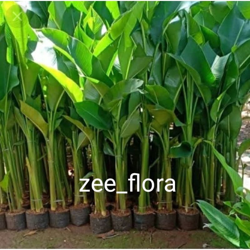 Jual pisang karibay 1 meter | Shopee Indonesia