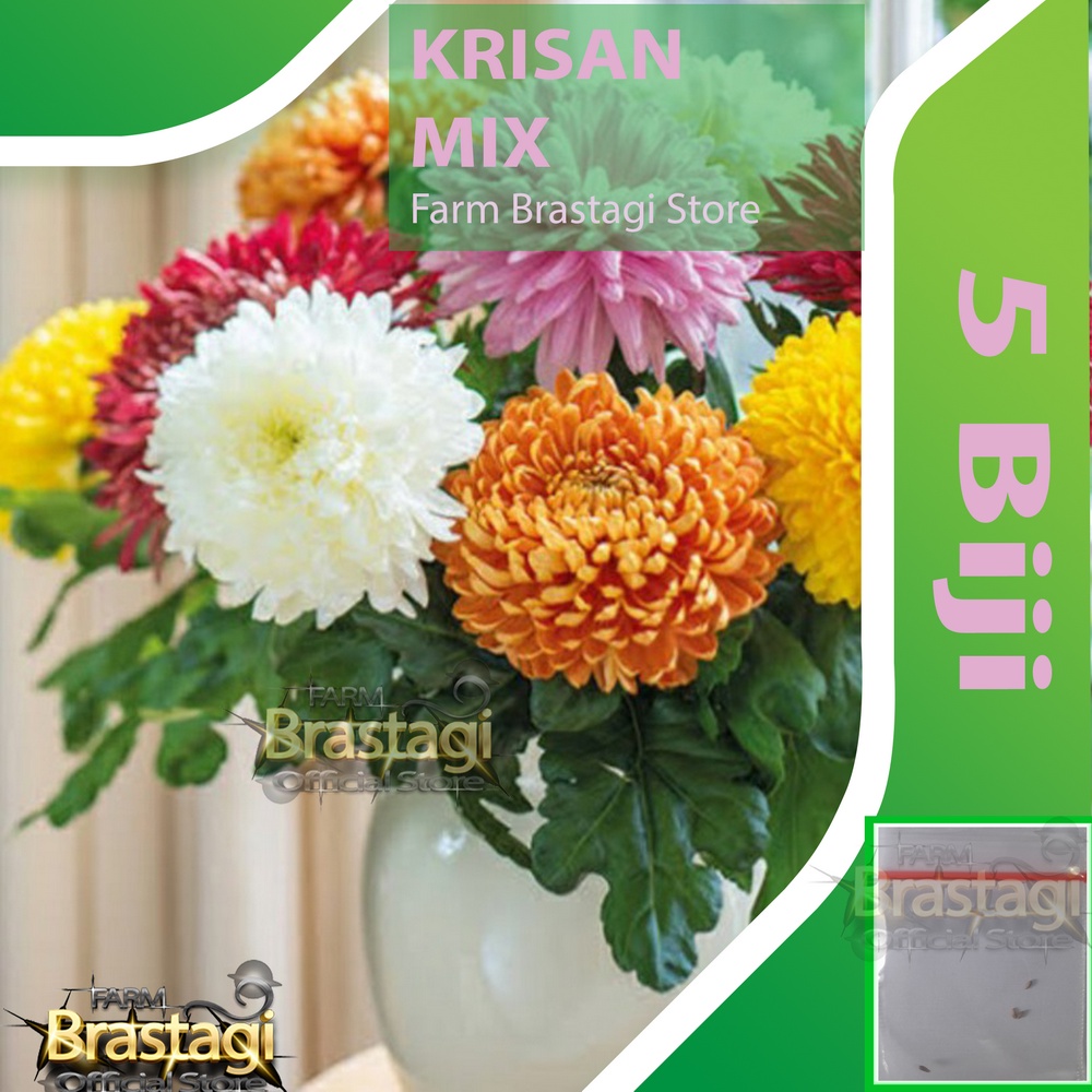 Jual 5 Bibit Benih Biji Bunga Krisan Rainbow Mix Tanaman Bunga ...