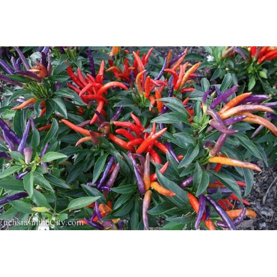 Jual Bibit Benih Biji Garda Fireworks Pepper Cabe Rainbow - Biji ...