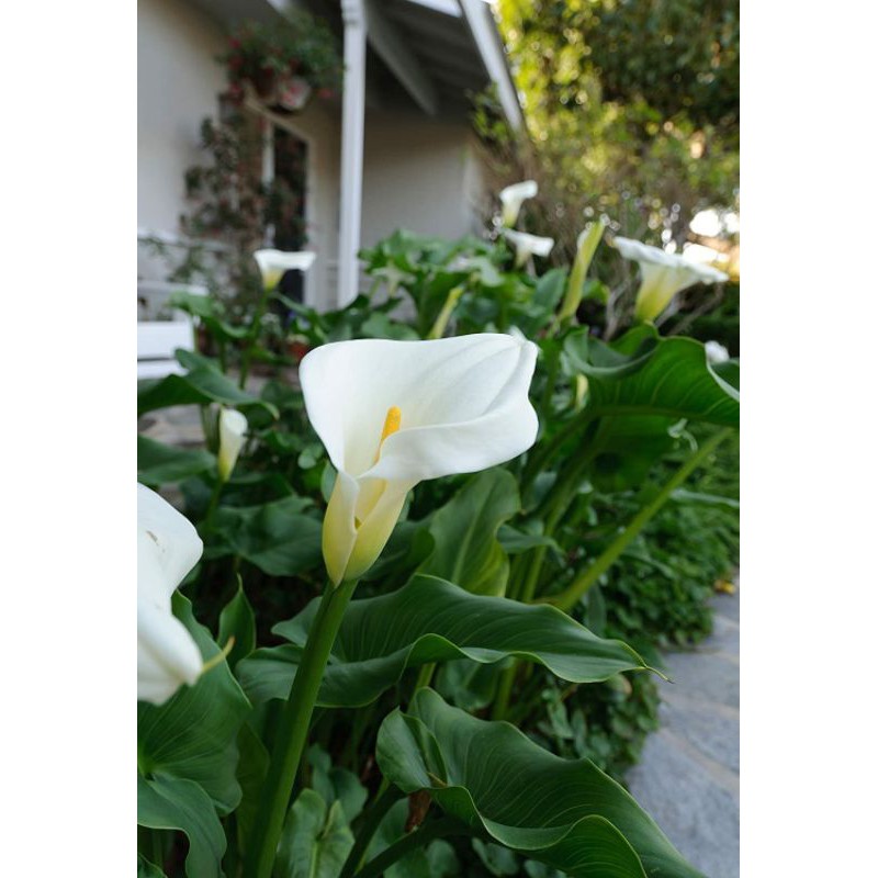 Jual Calla lily / Kalla lily | Shopee Indonesia