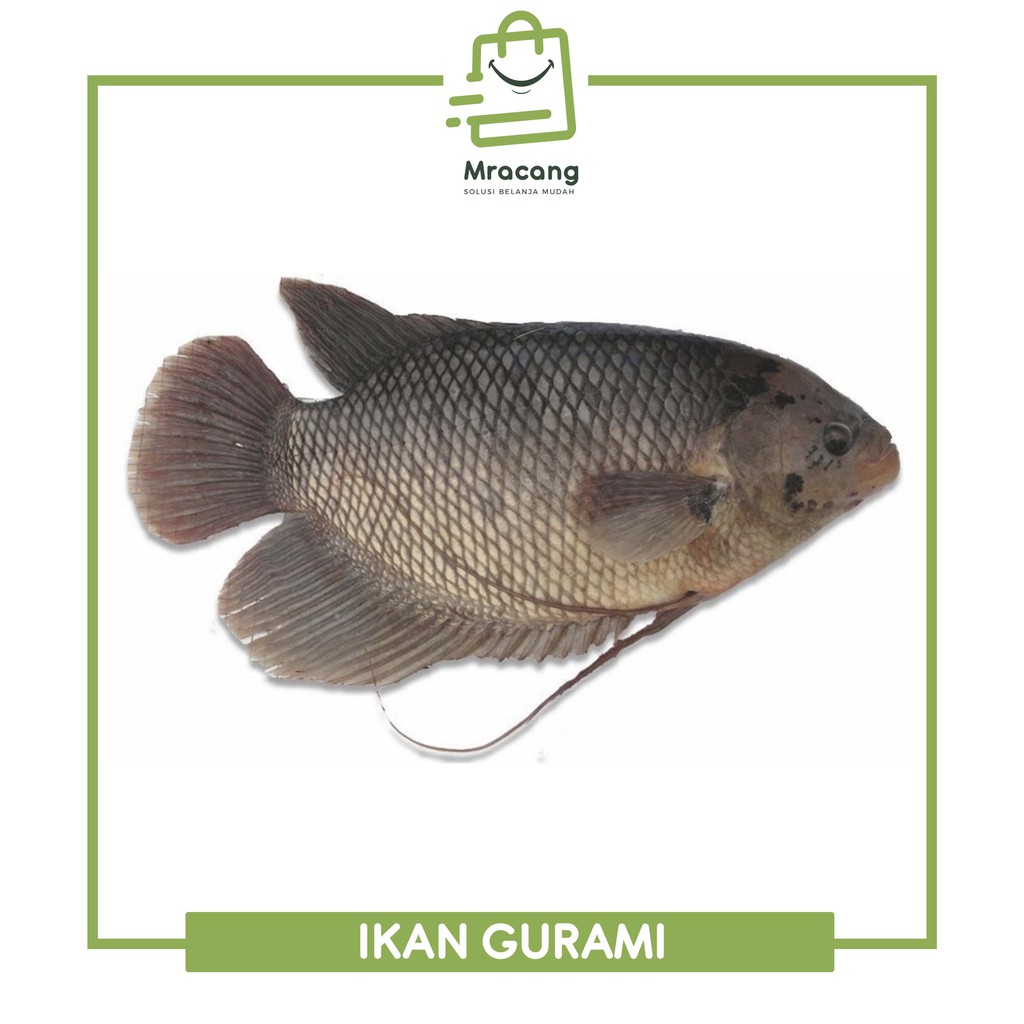 Jual Ikan Gurami Frozen / Mracang Market | Shopee Indonesia