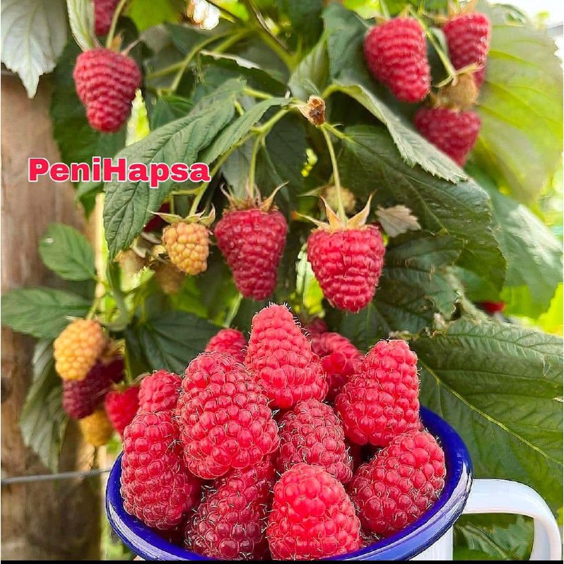Jual Bibit Raspberry super cepat berbuah | Shopee Indonesia