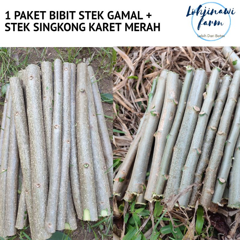 Jual PAKET BIBIT Gamal, Singkong Karet Merah, Pakan Ternak, Kambing 1 ...