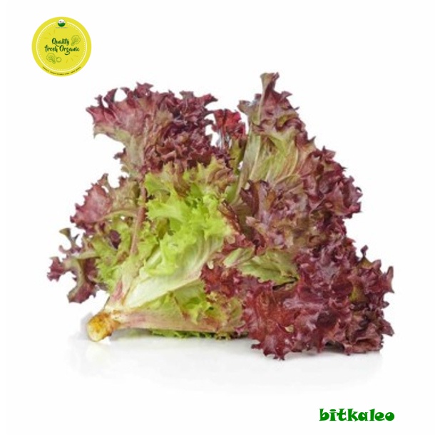 Jual Selada Lolorosa Organik 200 gr (PO) | Shopee Indonesia