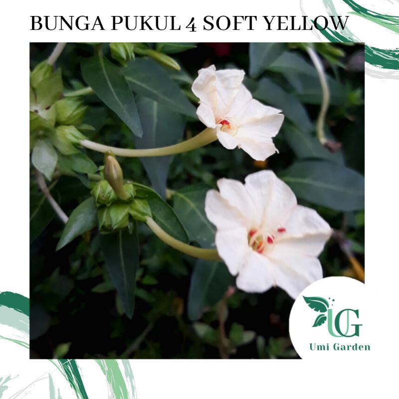 Jual 20 Biji Bunga Pukul 4 Mirabilis Jalapa Benih Bunga Ashar Soft ...
