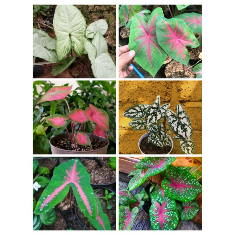 Jual Promo!! paket 6 jenis tanaman hias caladium/keladi | Shopee Indonesia