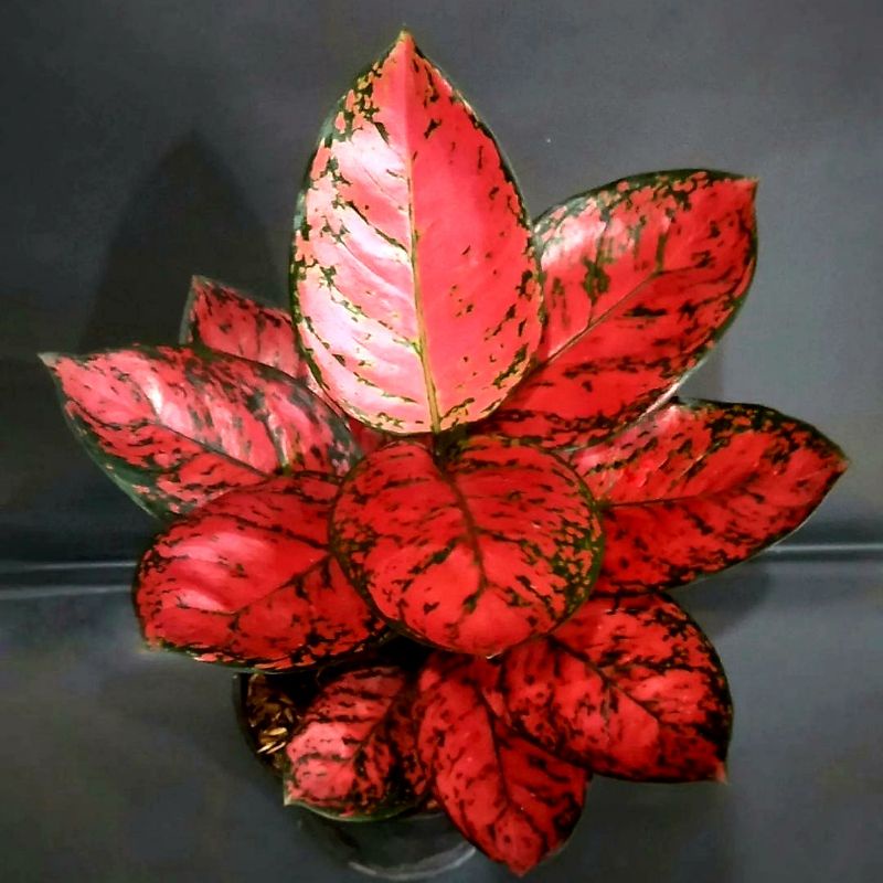 Jual Aglonema Big Aplee Remaja Daun Rosert Murah | Shopee Indonesia