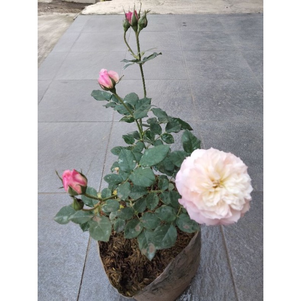 Jual mawar import constance | Shopee Indonesia